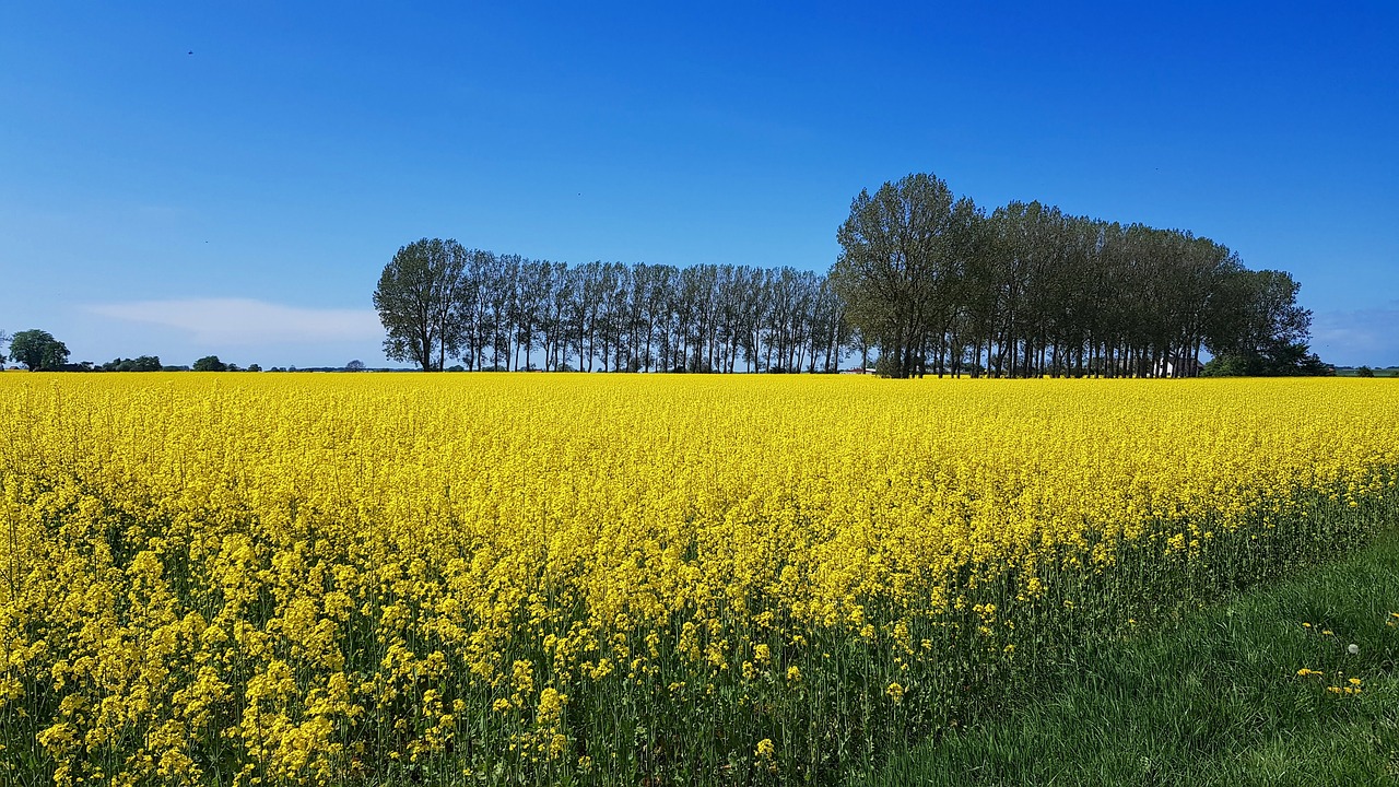 Ann-Charlotte Storer, CT – ATA-CERTIFIED ENGLISH TO SWEDISH TRANSLATOR